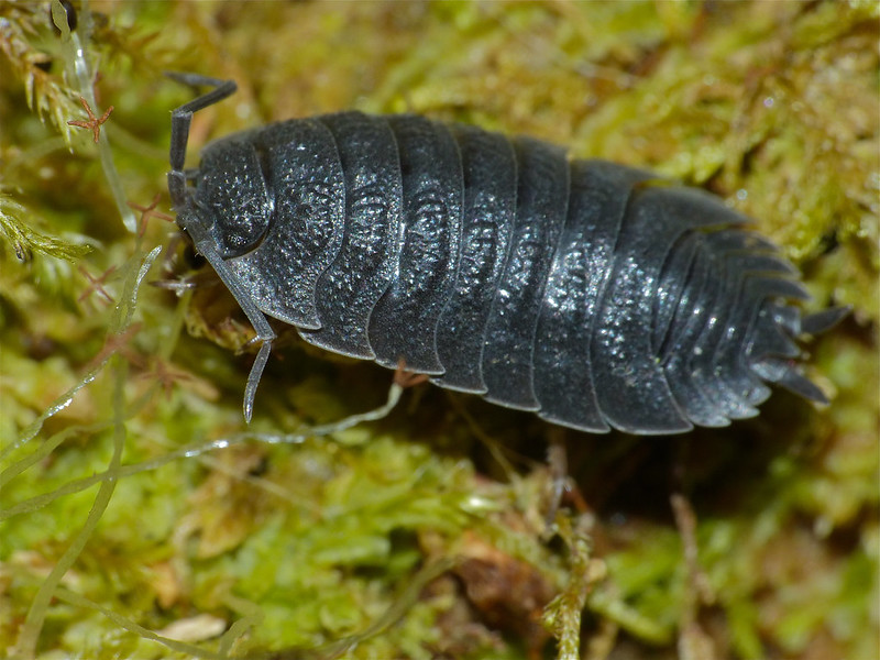 What do you call a woodlouse? – small world