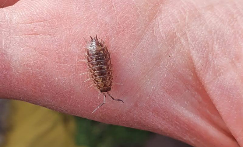 What do you call a woodlouse? – small world