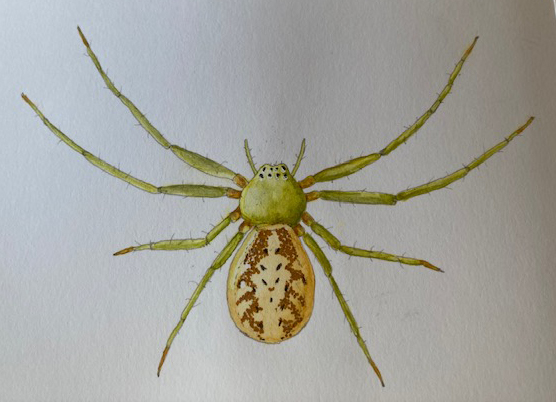 Bristol Spider Group – small world