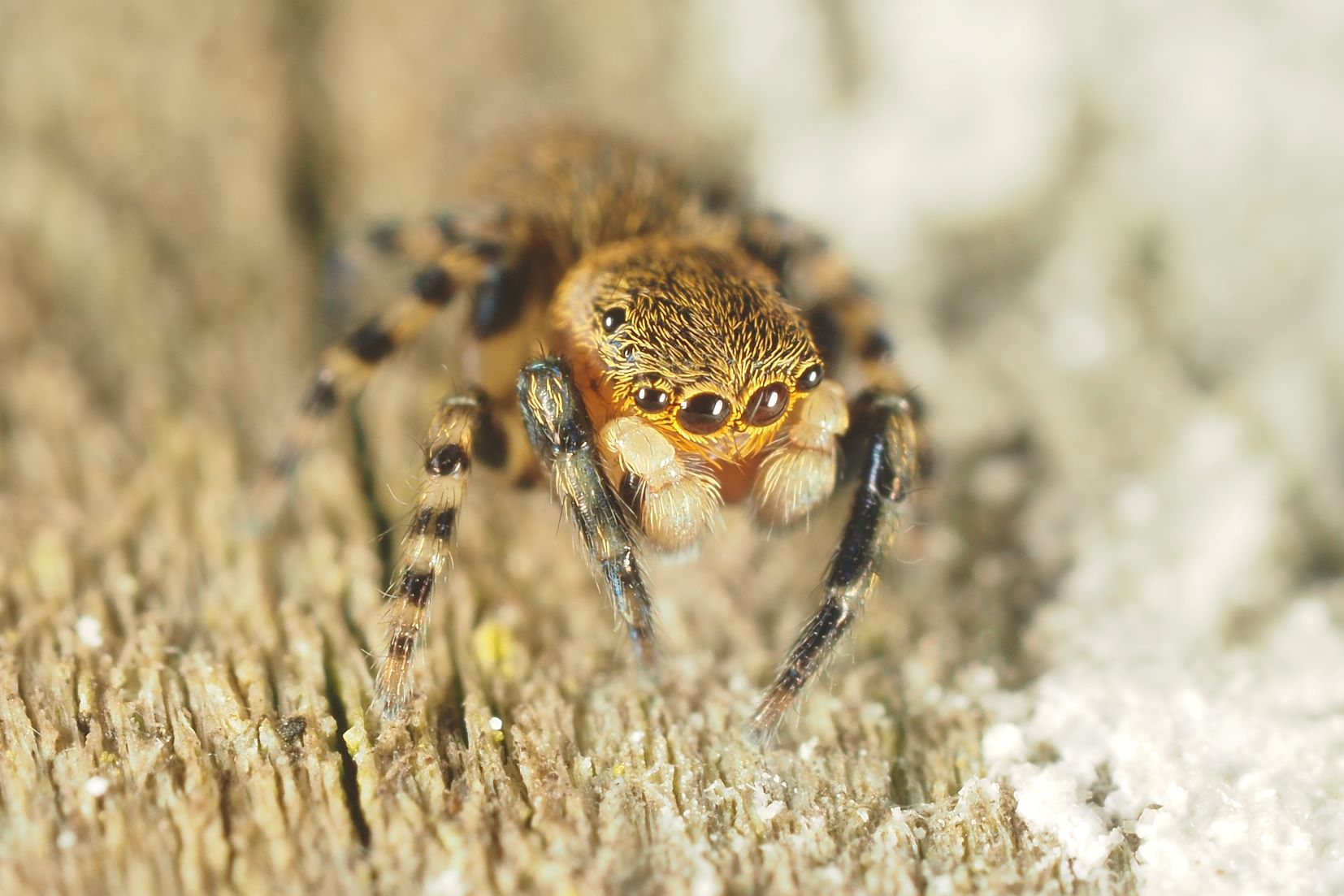 Bristol Spider Group – small world